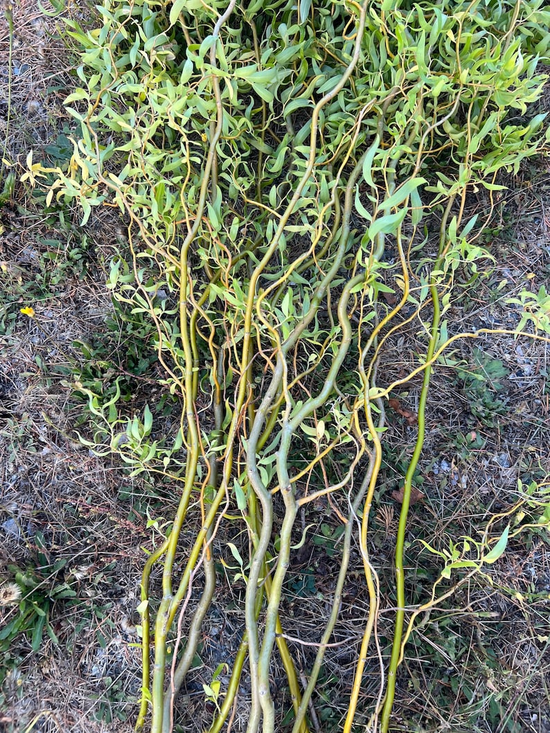 Curly Willow Stems – Add Natural Elegance to Any Space - Etsy