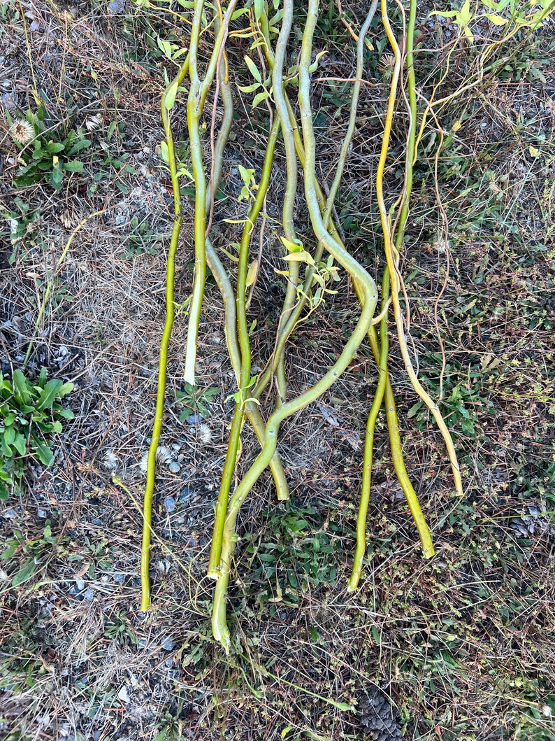 Curly Willow Stems – Add Natural Elegance to Any Space - Etsy