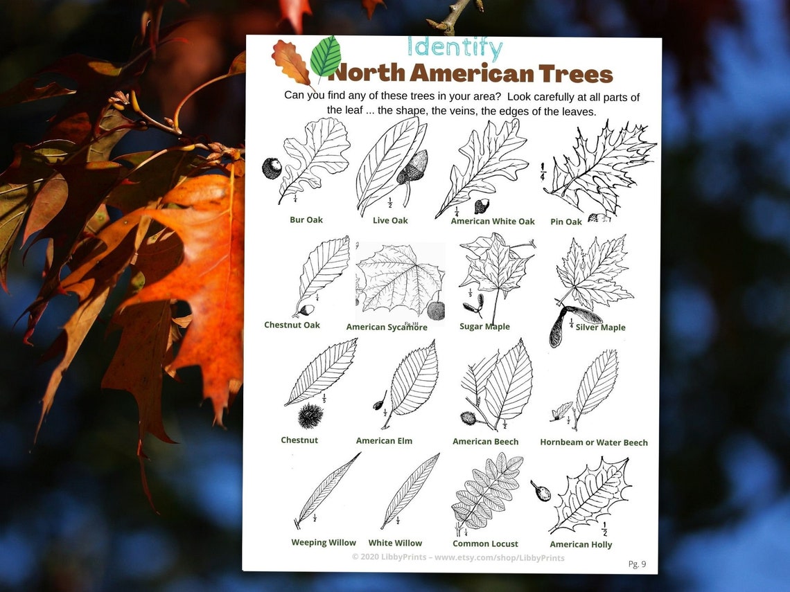 Tree Identification Printable - Nature Walk Homeschool Family Activity ...