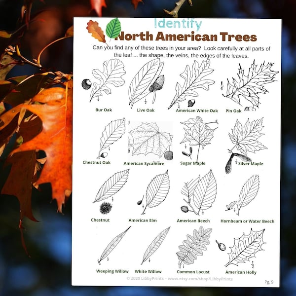 Tree Identification - Etsy