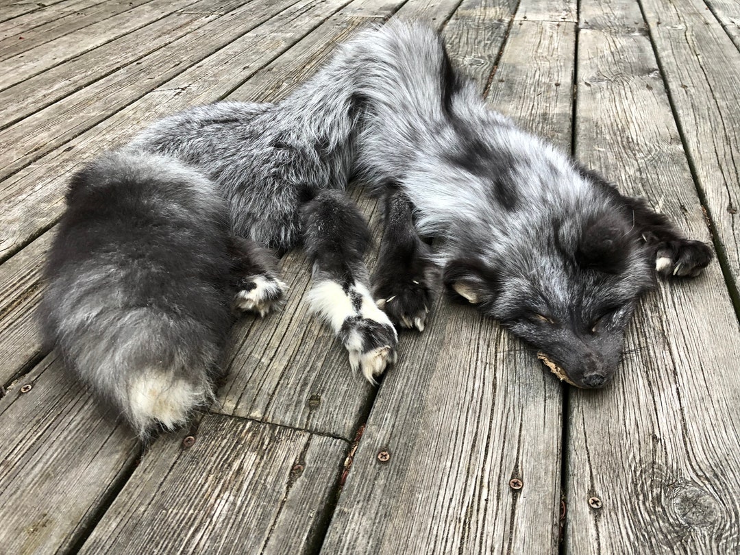 Tanned taxidermy Prepped Pearl Ranch Fox Mountable 29. - Etsy