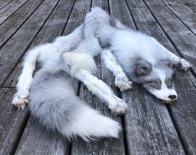 Tanned (taxidermy Prepped) Fawn Glow Platinum Ranch Fox Pelt #61x - Etsy