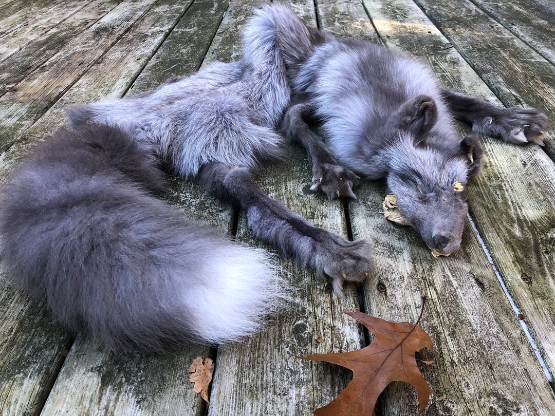 Tanned taxidermy Prepped Fawn Glow Ranch Fox Pelt 33 - Etsy