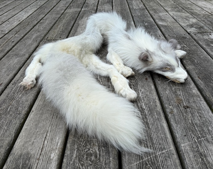 Tanned (taxidermy Prepped) Fawn Glow Platinum Ranch Fox Pelt #72. !free ...