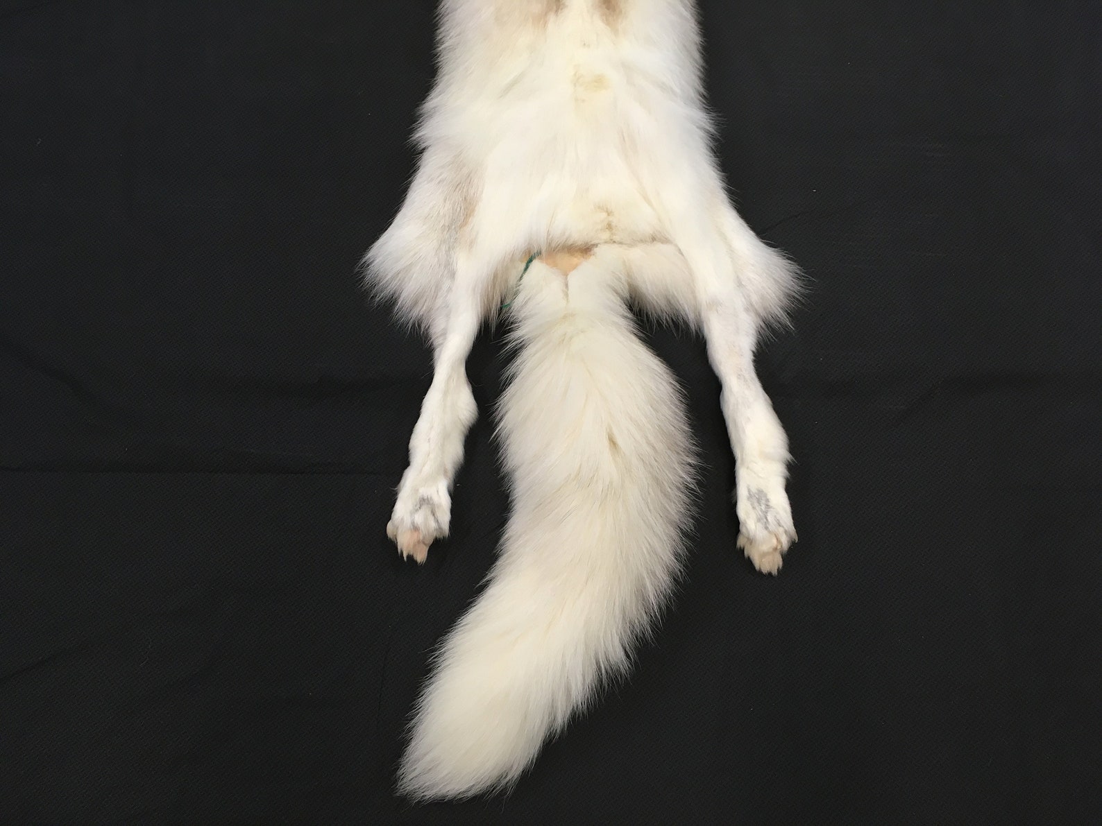 Red Platinum Fox Pelt G71 | Etsy