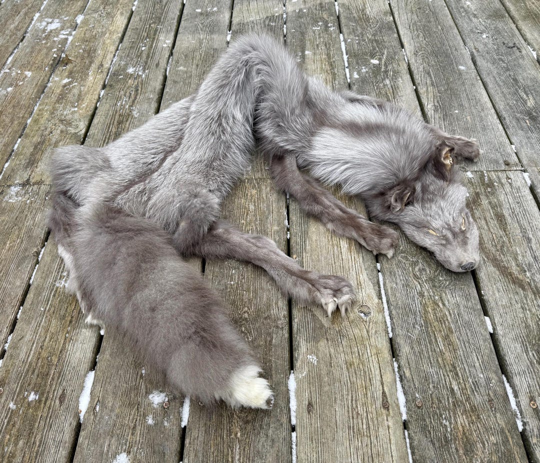 Tanned (taxidermy Prepped) Fawn Glow Ranch Fox Pelt #34 - Etsy