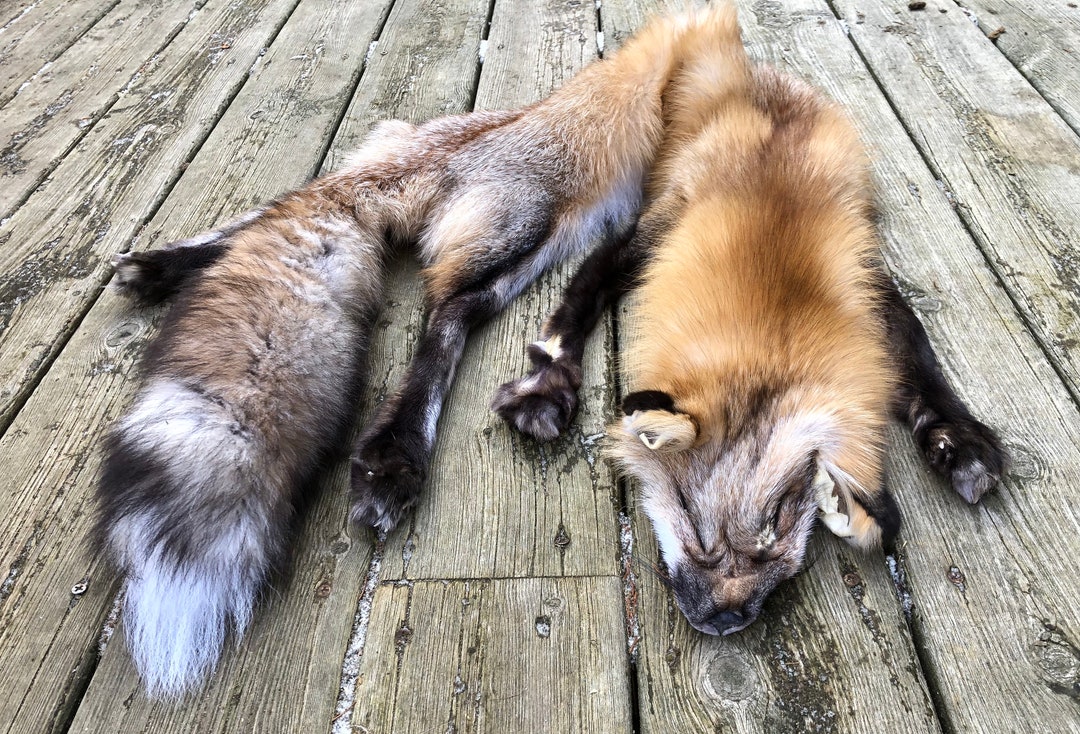 Tanned taxidermy Prepped Red/gold Ranch Fox Pelt 37 - Etsy