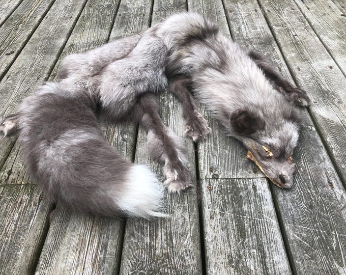 Tanned (taxidermy Prepped) Fawn Glow Ranch Fox Pelt #84 !free Shipping ...
