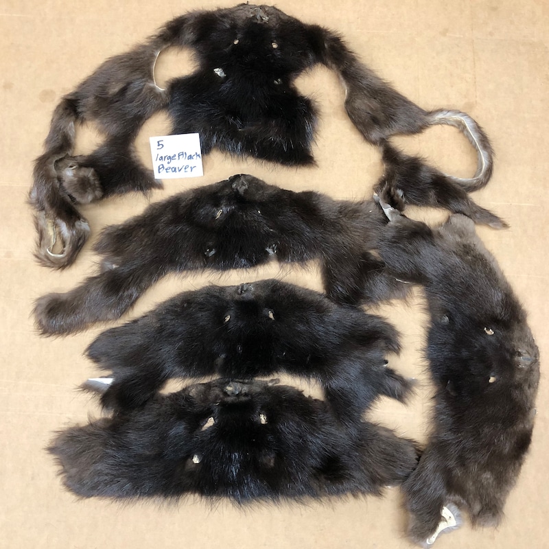 Beaver Pelt - Etsy