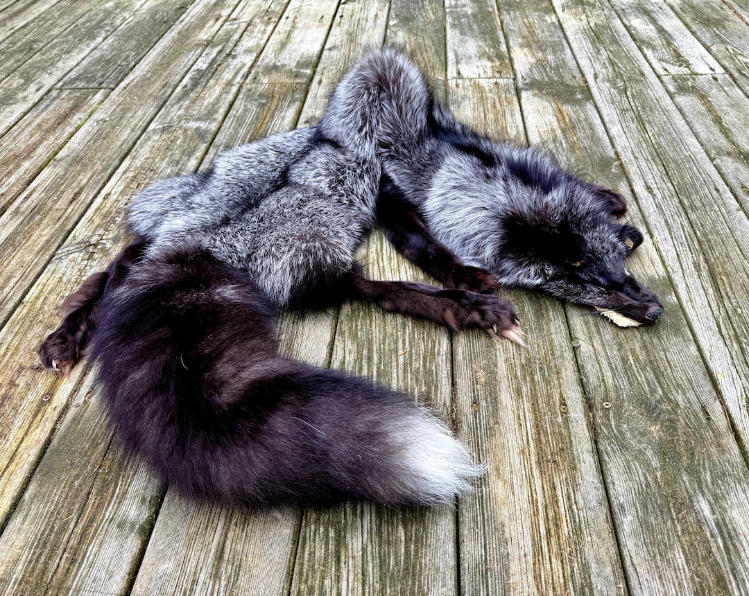 Tanned taxidermy Prepped Ranch Silver Fox Pelt 95 free Shipping - Etsy