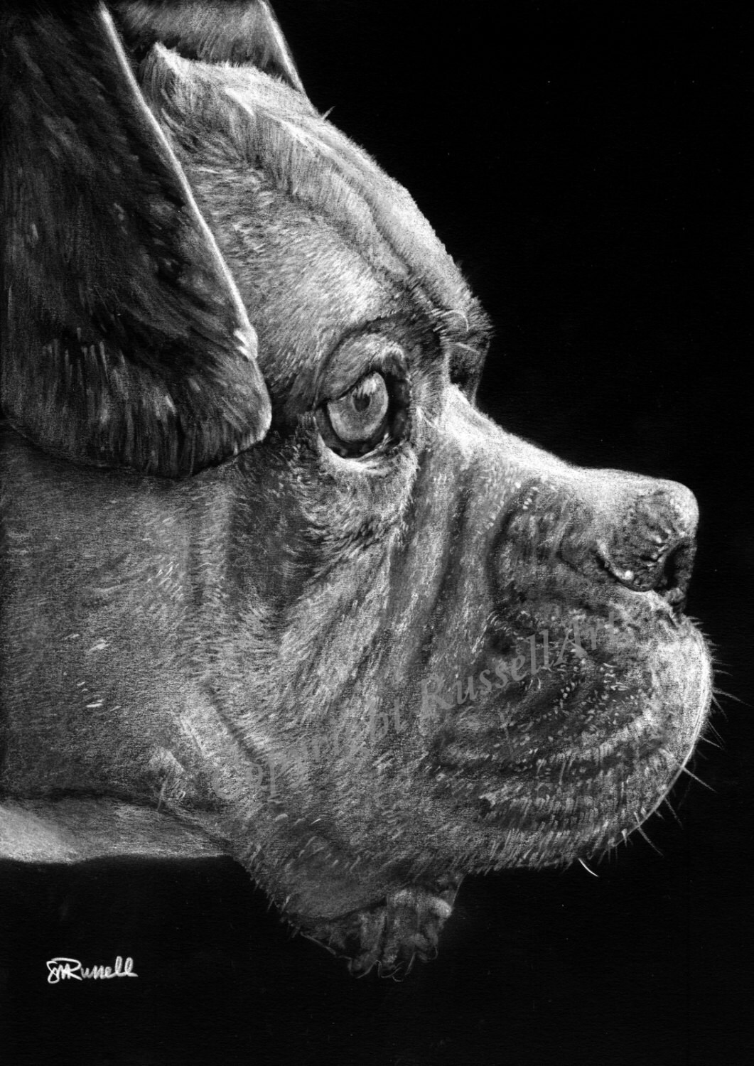 The Portrait 2 B&W Boxer Dog Large Limited Edition Art Print | Etsy