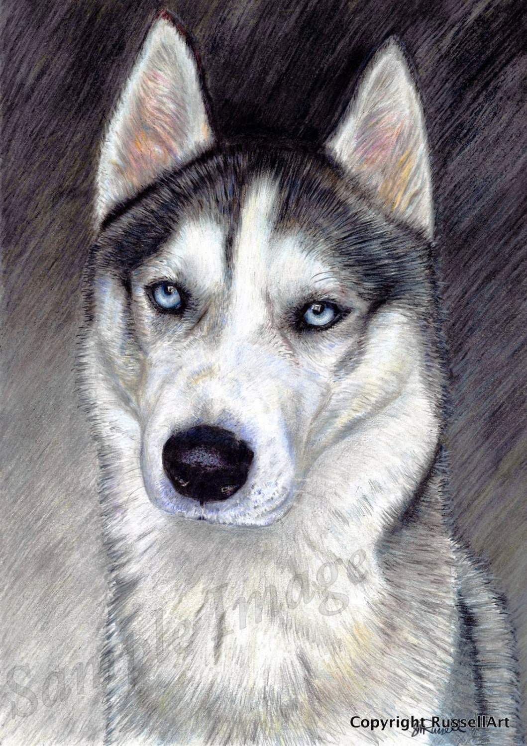 Husky Drawings In Color