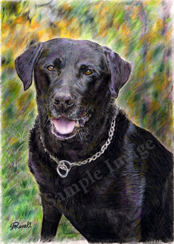 What Color Was The Original Labrador Retriever