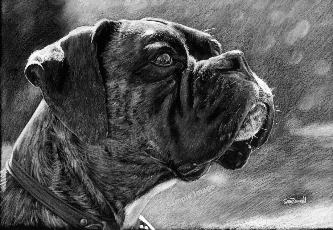 The Intellectual B&W Boxer Dog A4 A3 or A2 Size Art Print of Original ...