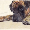 Sandy Whippet Dog A4 A3 or A2 Size Limited Edition Print Direct From ...