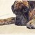 Sandy Whippet Dog A4 A3 or A2 Size Limited Edition Print Direct From ...