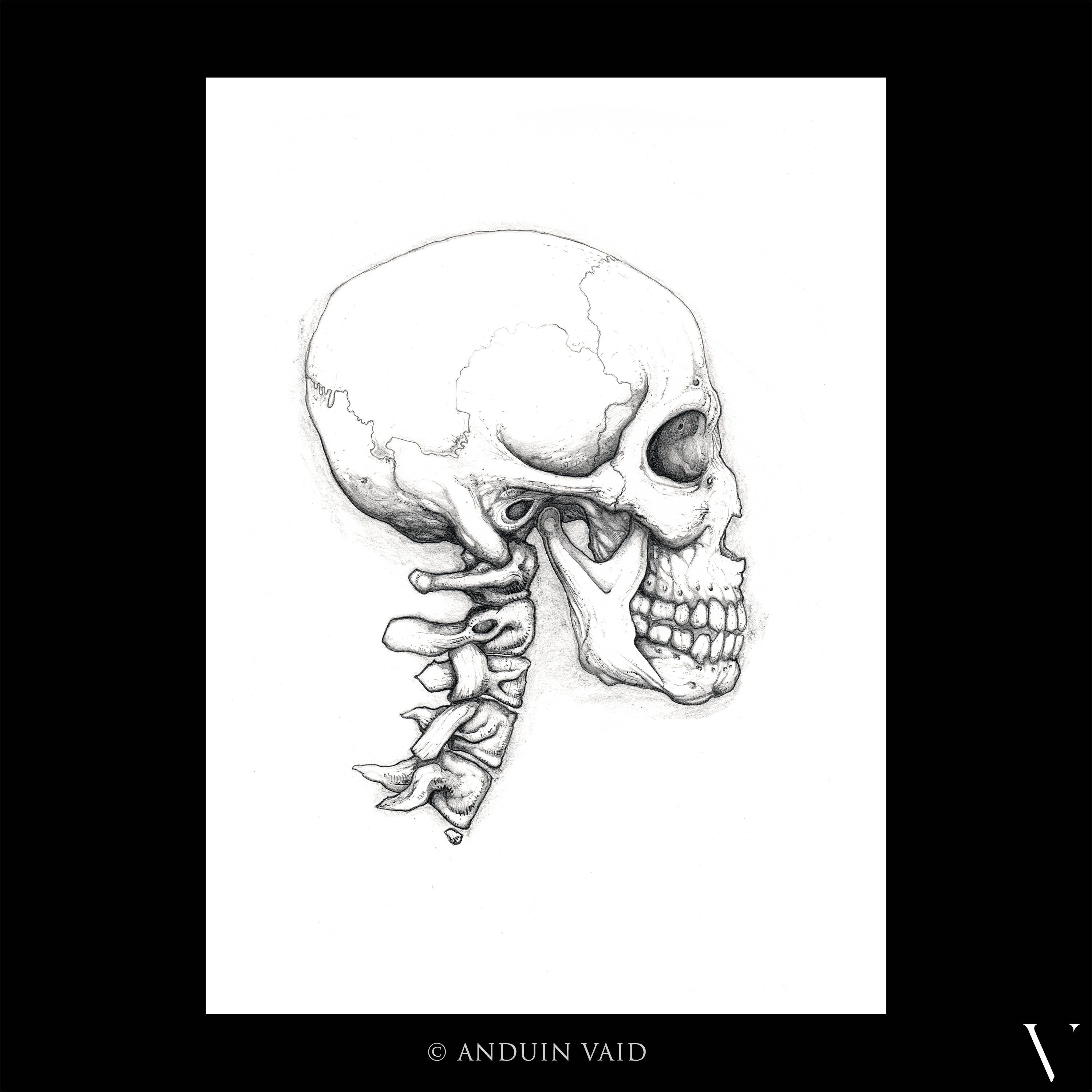 Untitled (skull and Neck), Pencil Skull Skeleton Drawing Sketch, Human ...