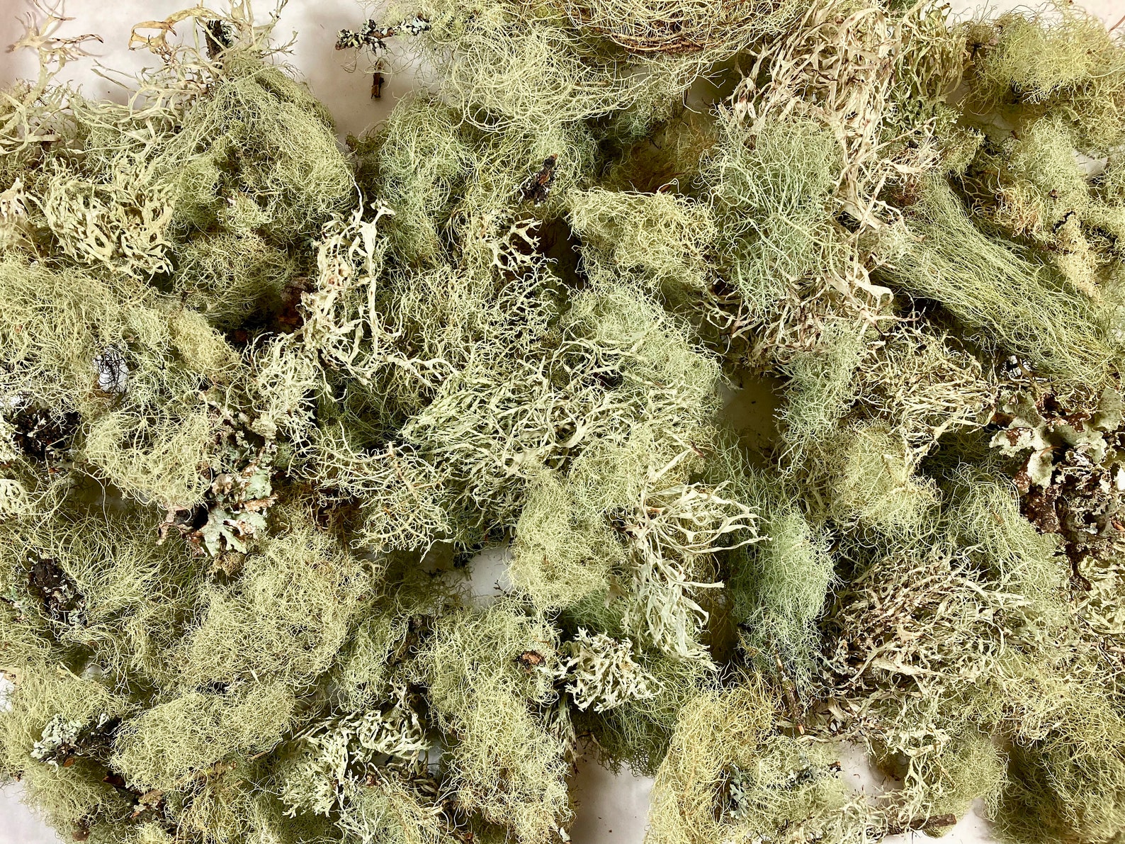 Box of Clean & Dry Usnia Usnea TREE MOSS LICHEN Floral - Etsy