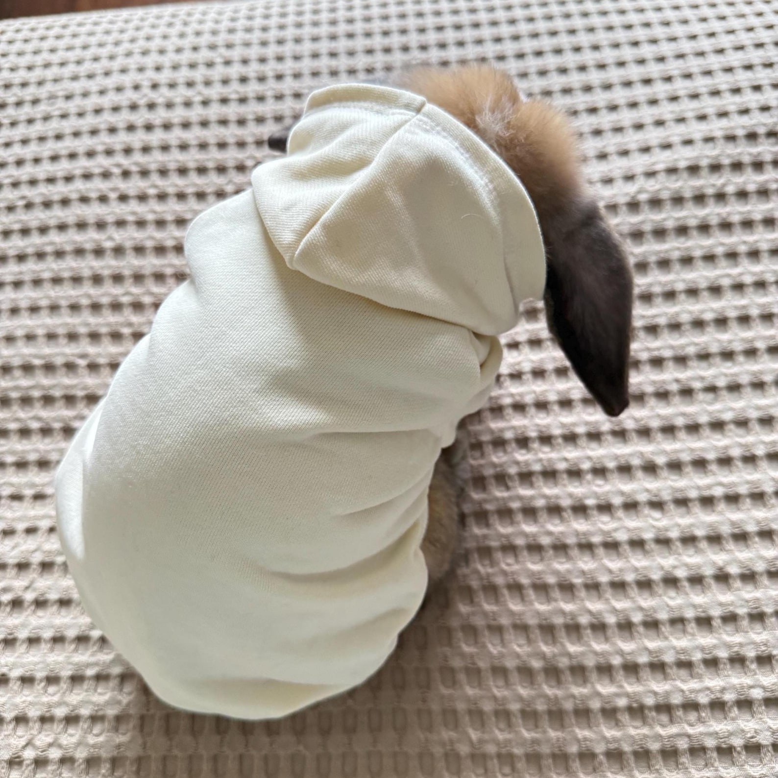 Bunny Clothes: Rabbit Cotton Hoodie & Cozy Hooded Sweatshirt Pet ...
