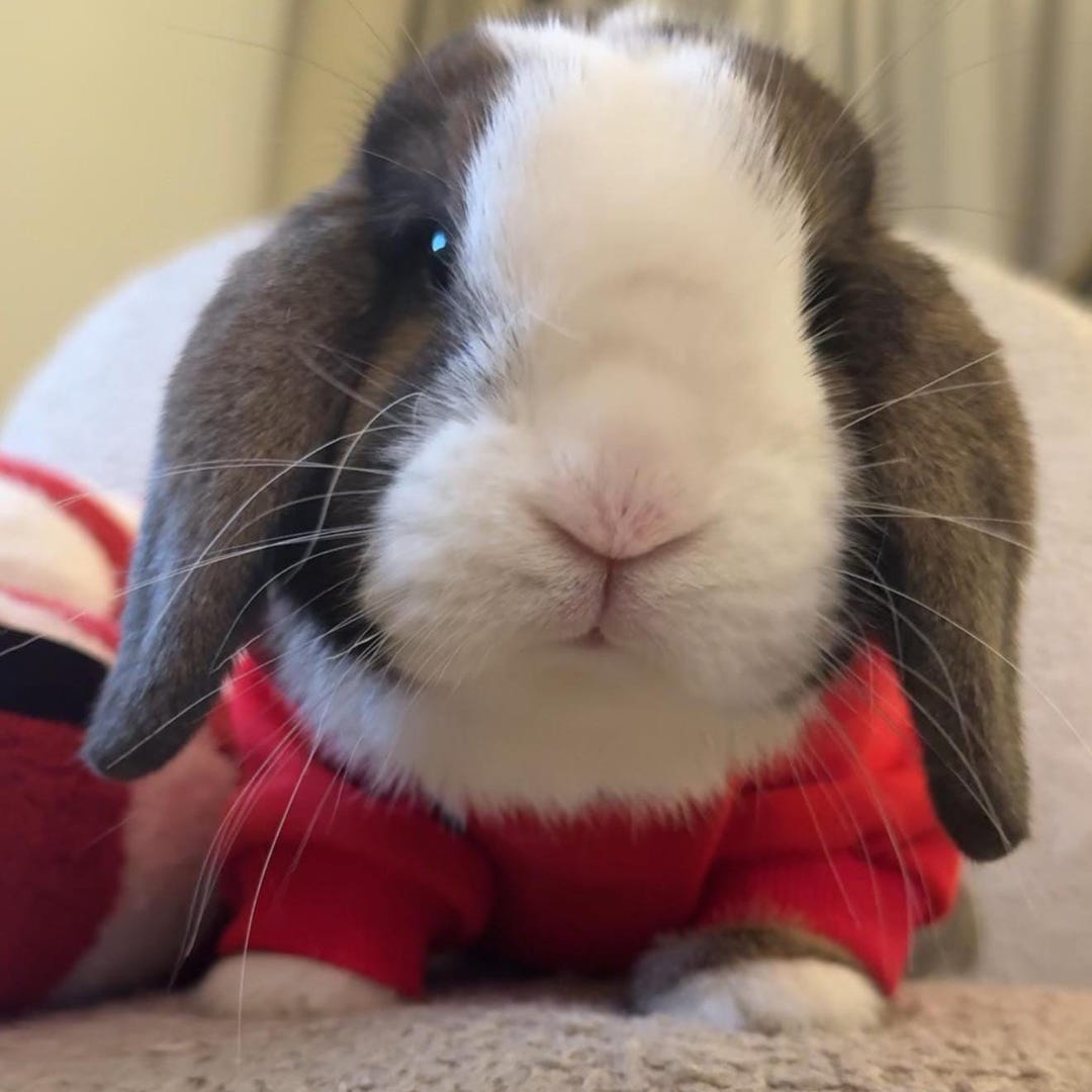Bunny Clothes: Rabbit Cotton Hoodie & Cozy Hooded Sweatshirt Pet ...