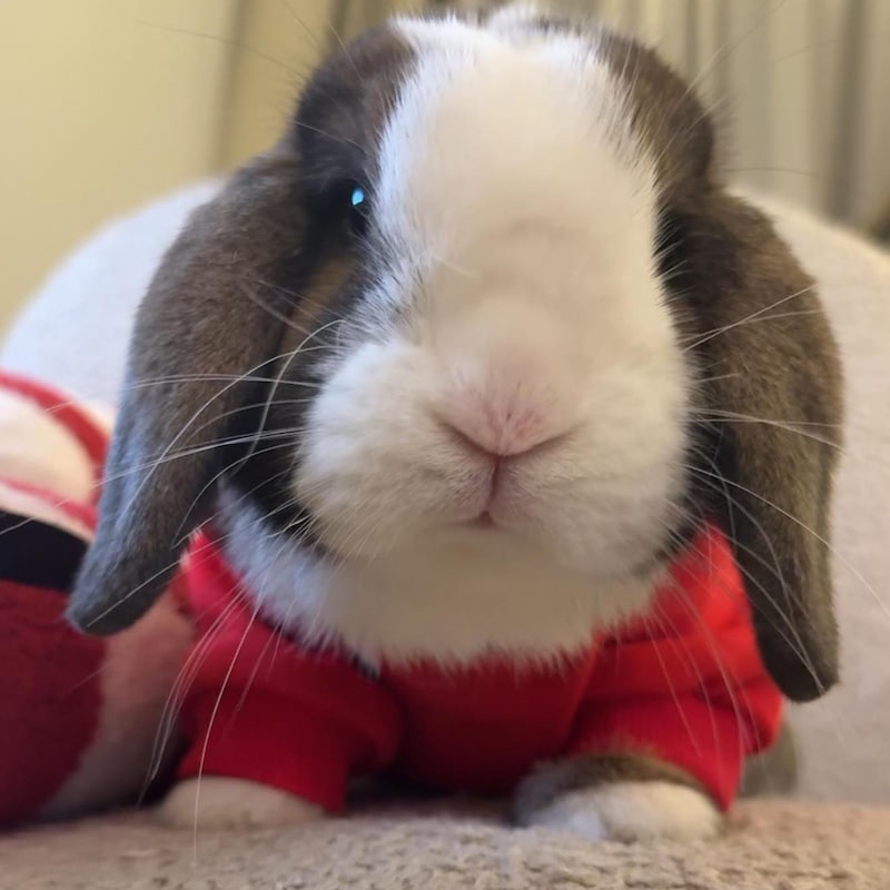 Pet Rabbit Clothing - Etsy