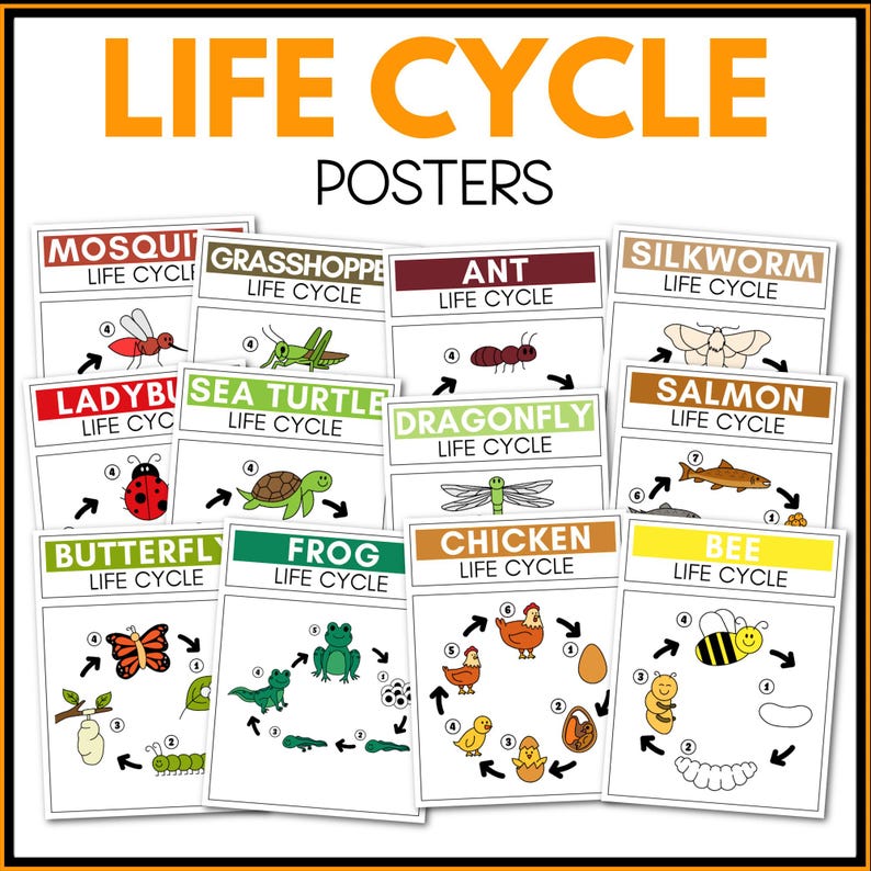 Life Cycle Poster Set - Etsy