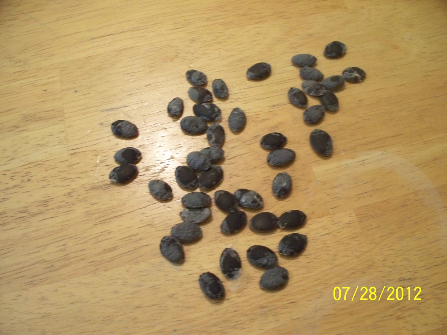 Luffa Seeds, Loofah Seeds by Little Sprouts - Etsy