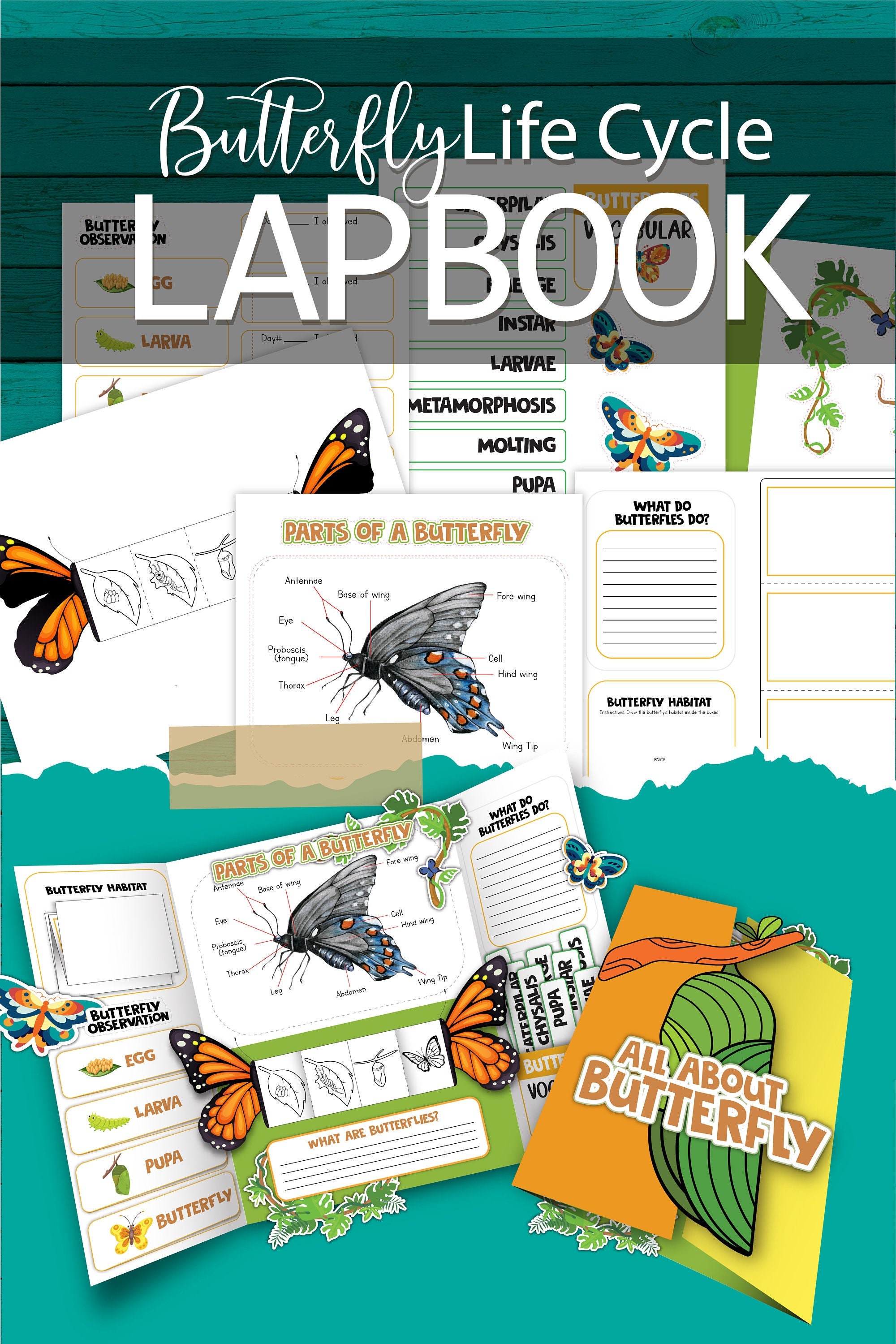 Butterfly Life Cycle Lap Book - Etsy