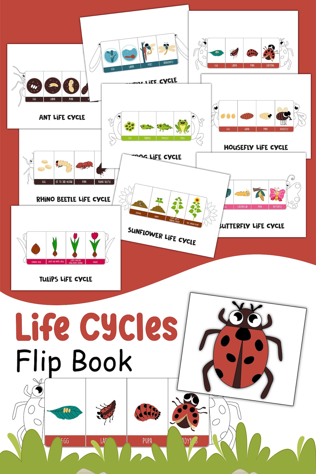 Life Cycles Flip Books - Etsy