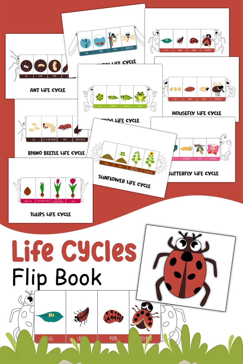Life Cycles Flip Books - Etsy