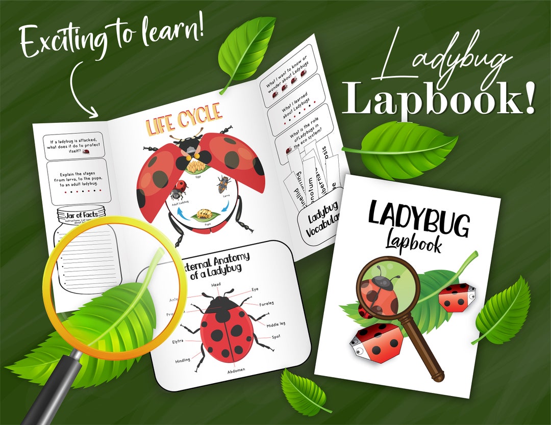 Ladybug Facts Lap Book - Etsy