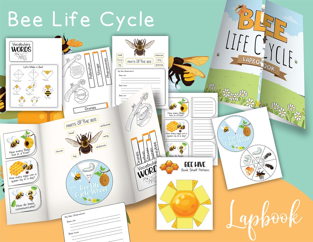 Bee Life Cycle Lap Book Printable - Etsy