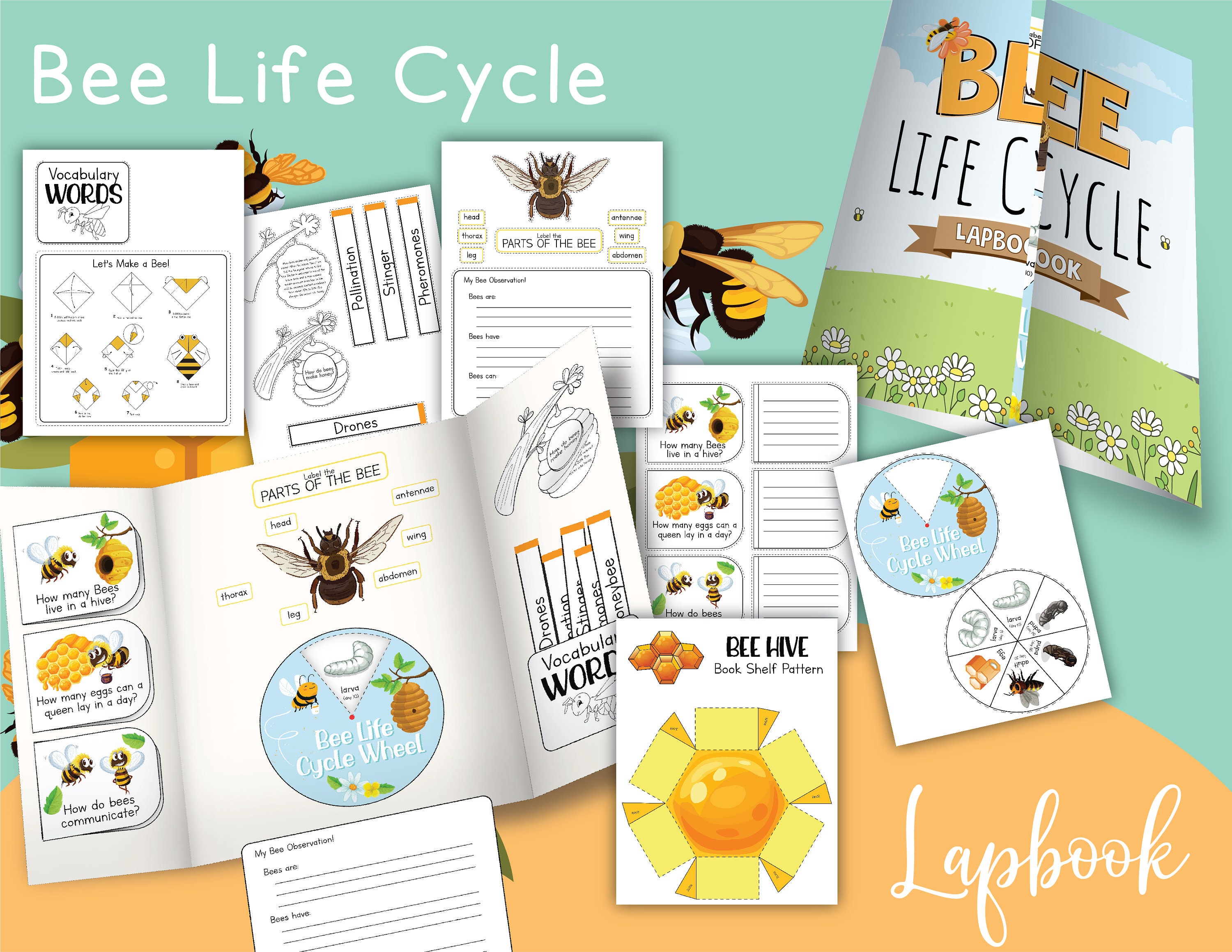 Bee Life Cycle Lap Book Printable - Etsy