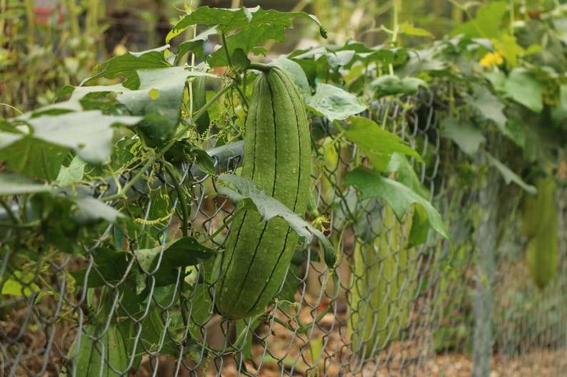 Luffa Seeds, Loofah Seeds by Little Sprouts - Etsy