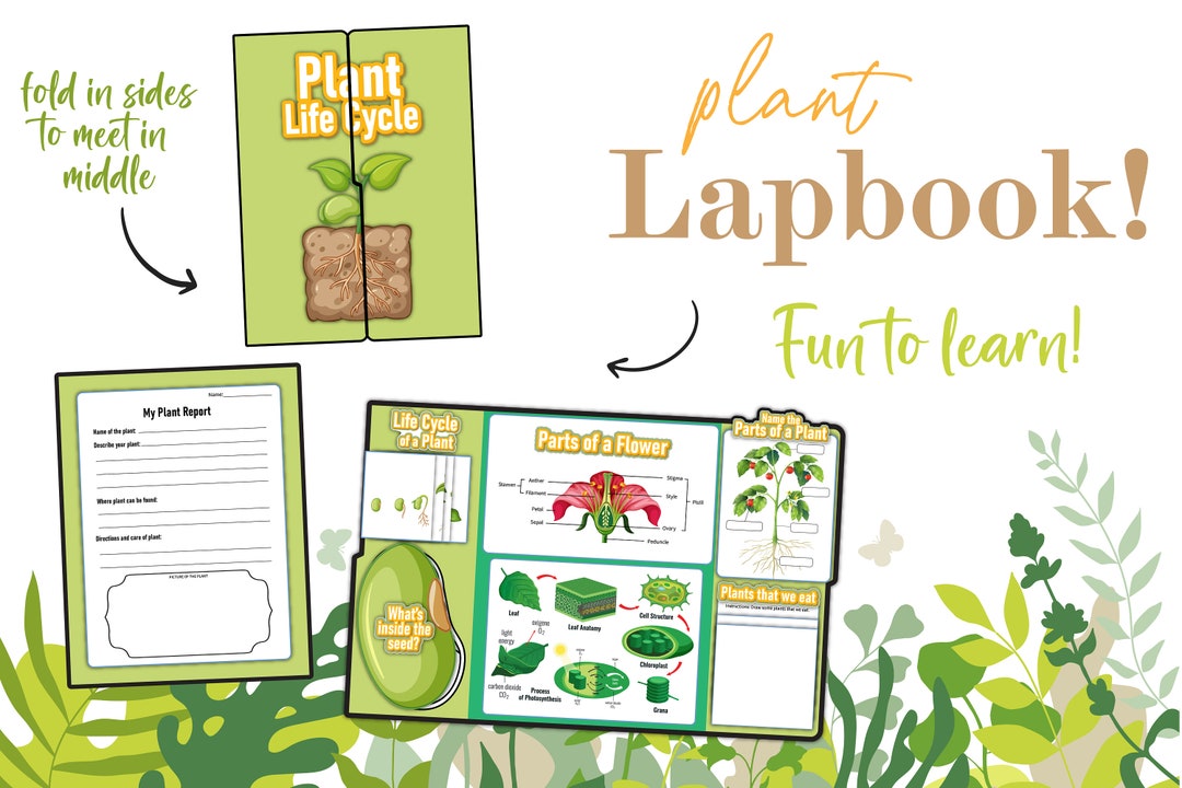 Plant Life Cycle Lapbook - Etsy