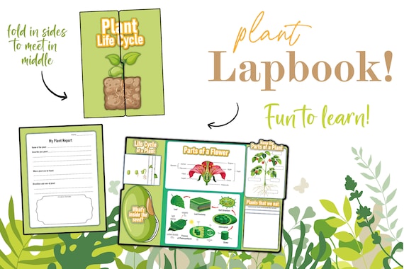 Plant Life Cycle Lapbook - Etsy