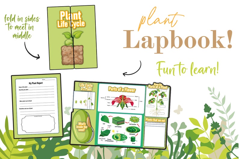 Plant Life Cycle Lapbook - Etsy