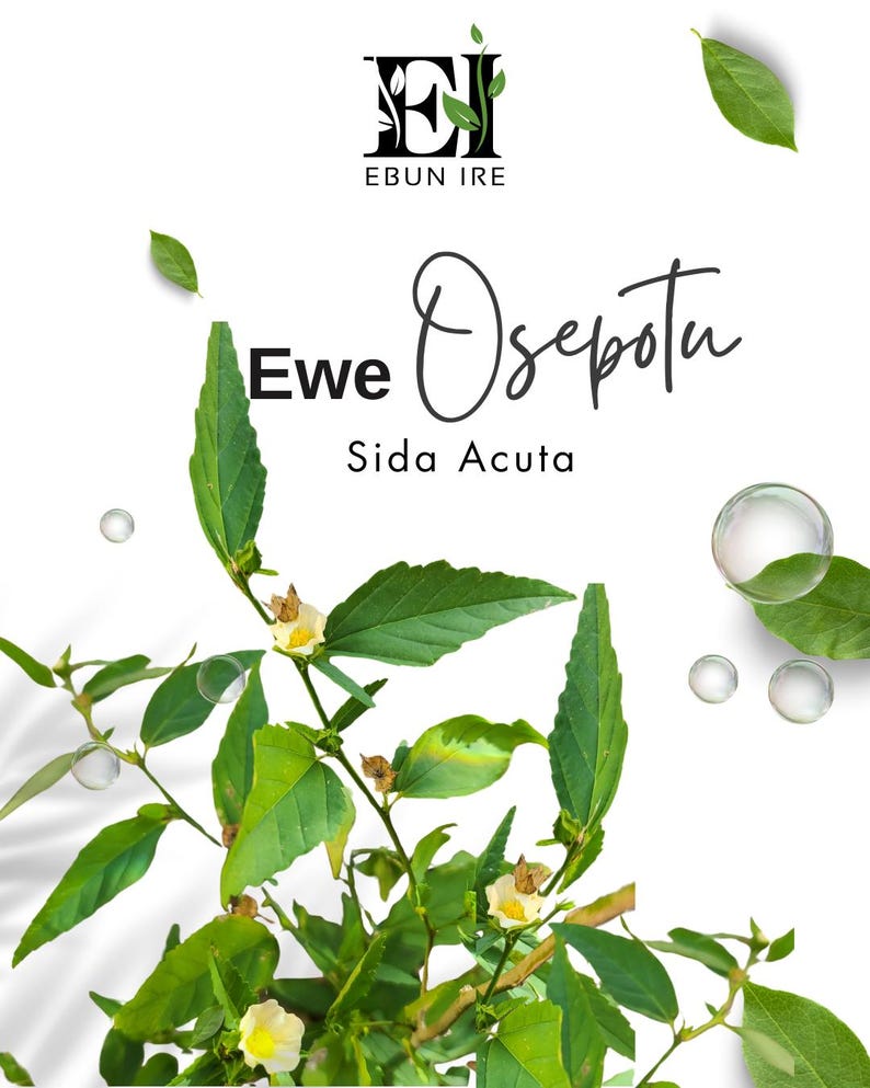 Ewe Osepotu- Sida Acuta Perennial Plant Wireweed Money Attraction ...