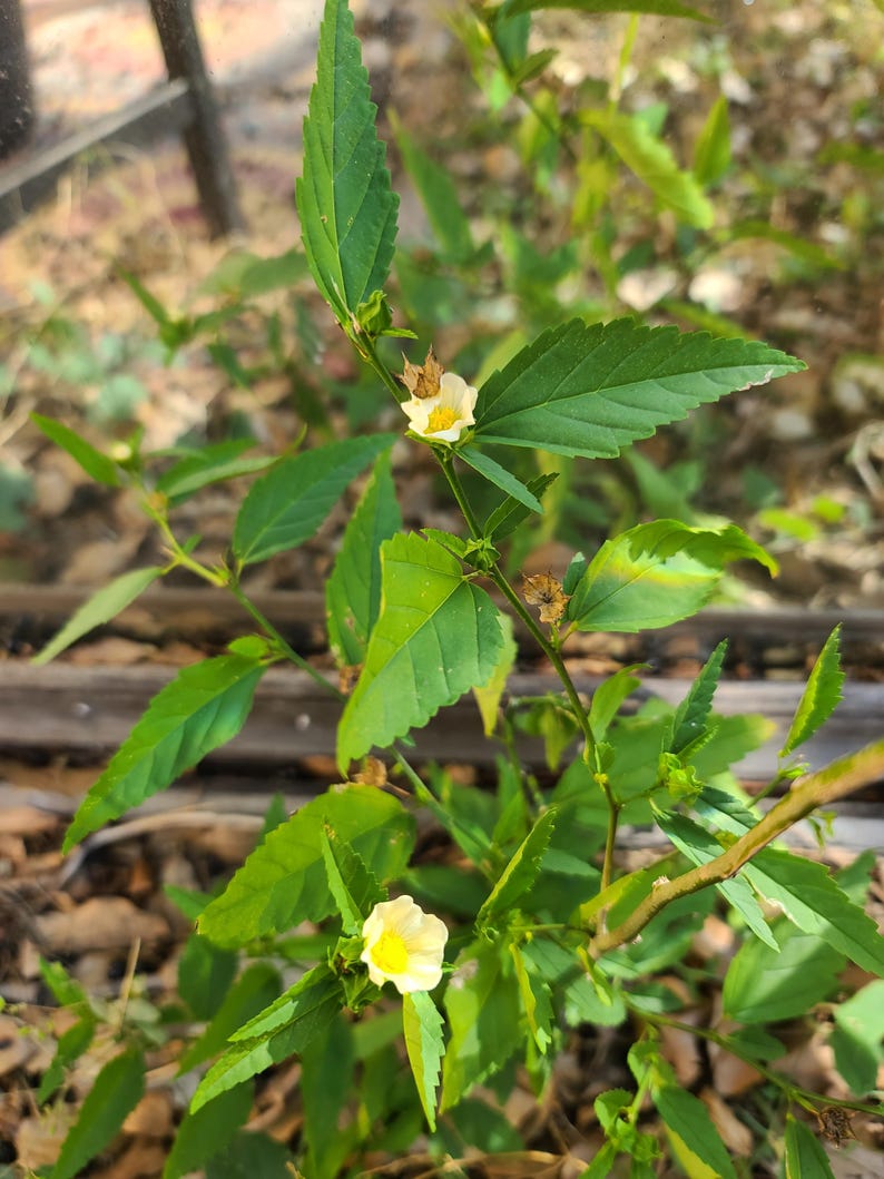 Ewe Osepotu- Sida Acuta Perennial Plant Wireweed Money Attraction ...
