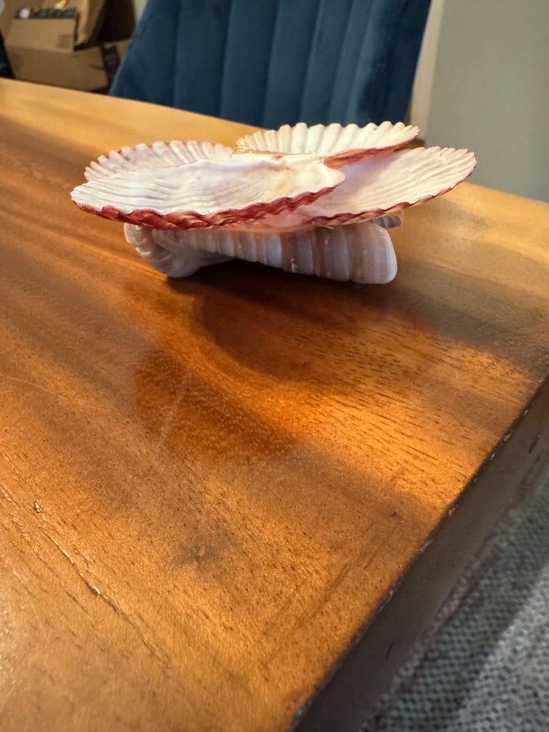 Shell Feeding Dish - Etsy