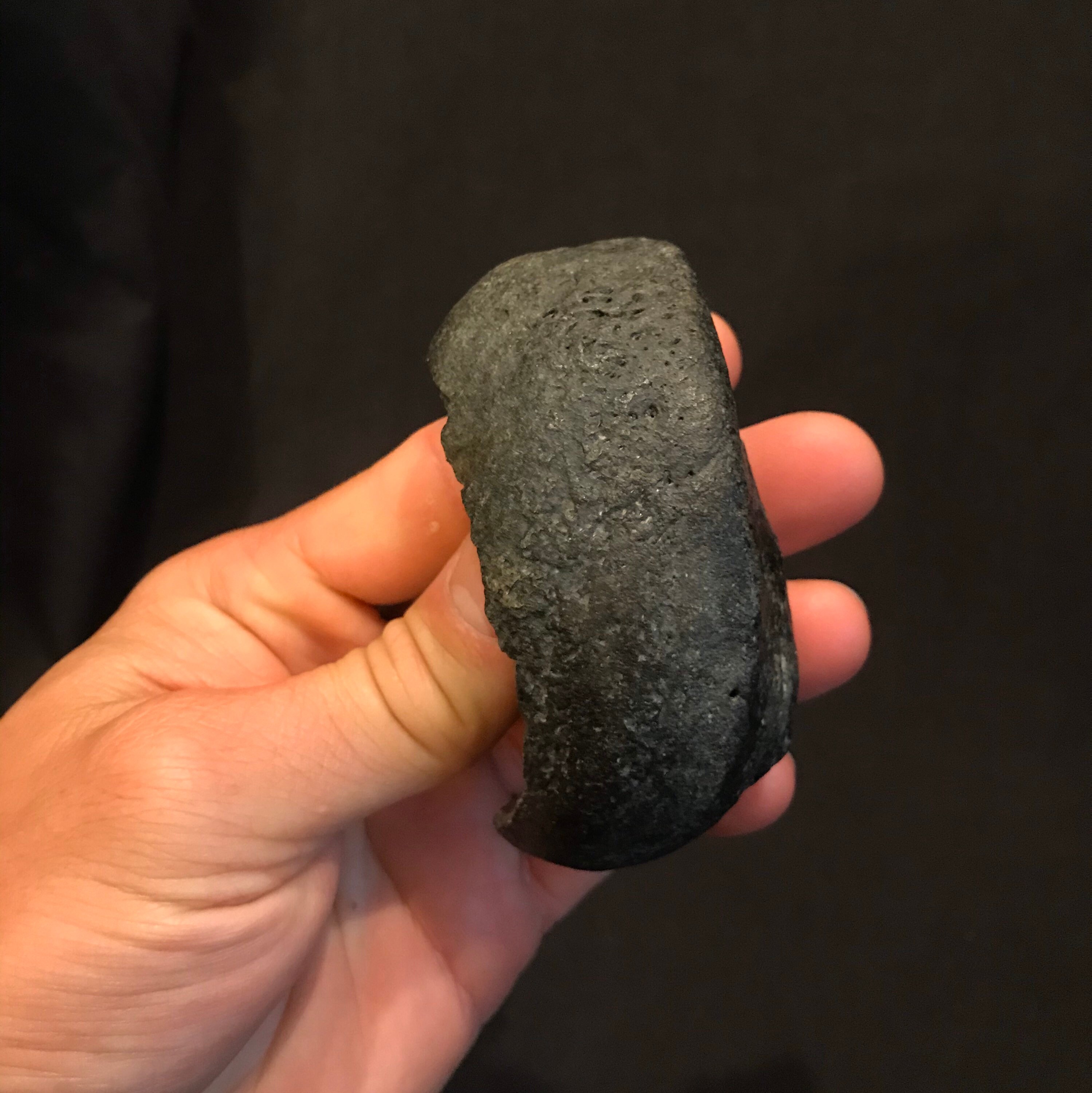 Fossil Tympanic Bulla Ear Bone Jacksonville Beach Florida - Etsy