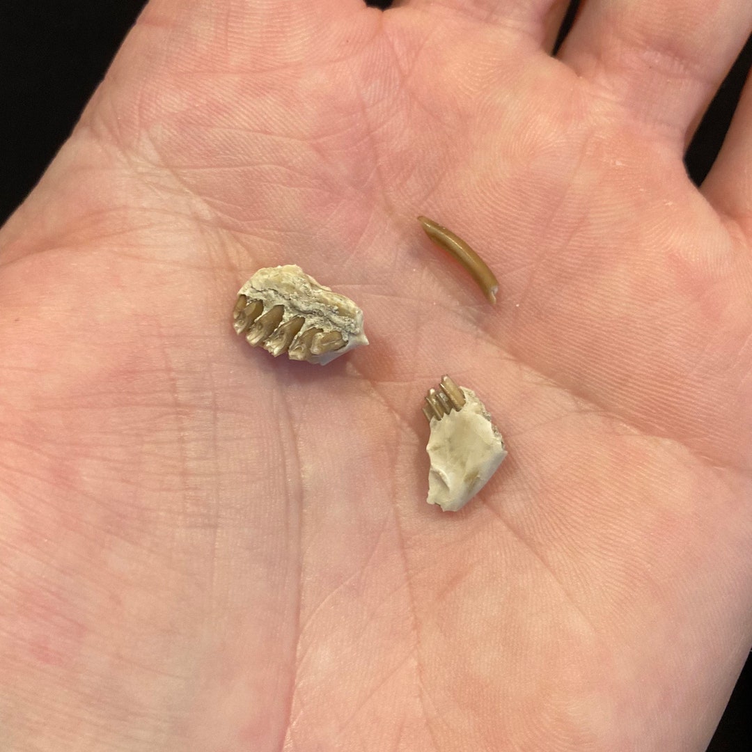 25 Million Years Old Fossil Primitive Rabbit Hare Palaeolagus Upper and ...