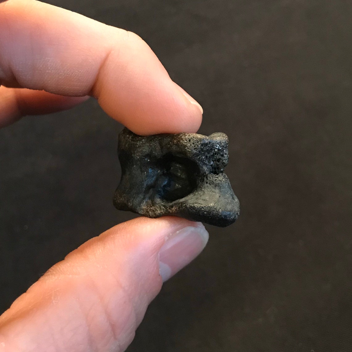 Fossil Deer Ankle Bone | Astragalus Pleistocene Epoch Florida - Etsy