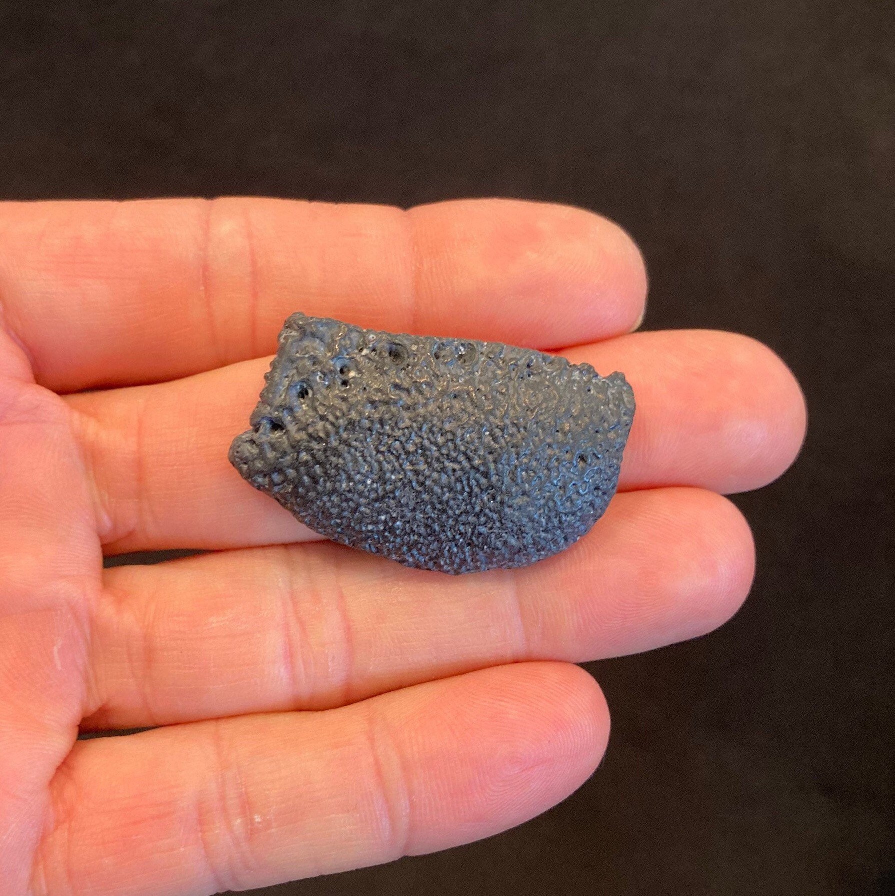 Fossil Giant Armadillo Shell Fragment | Scute | Osteoderm Florida ...