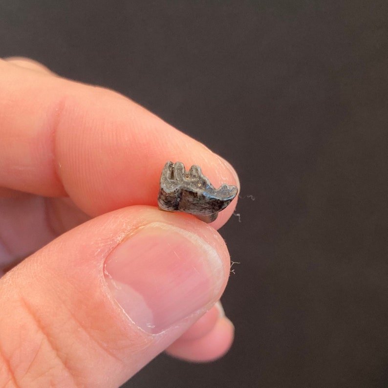 Fossil Deer Tooth | Odocoileus Virginianus First Lower Premolar ...