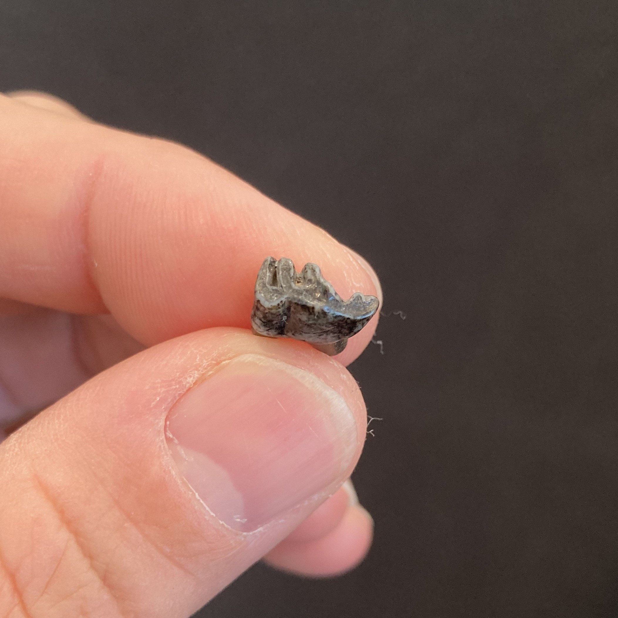 Fossil Deer Tooth Odocoileus Virginianus First Lower Premolar ...