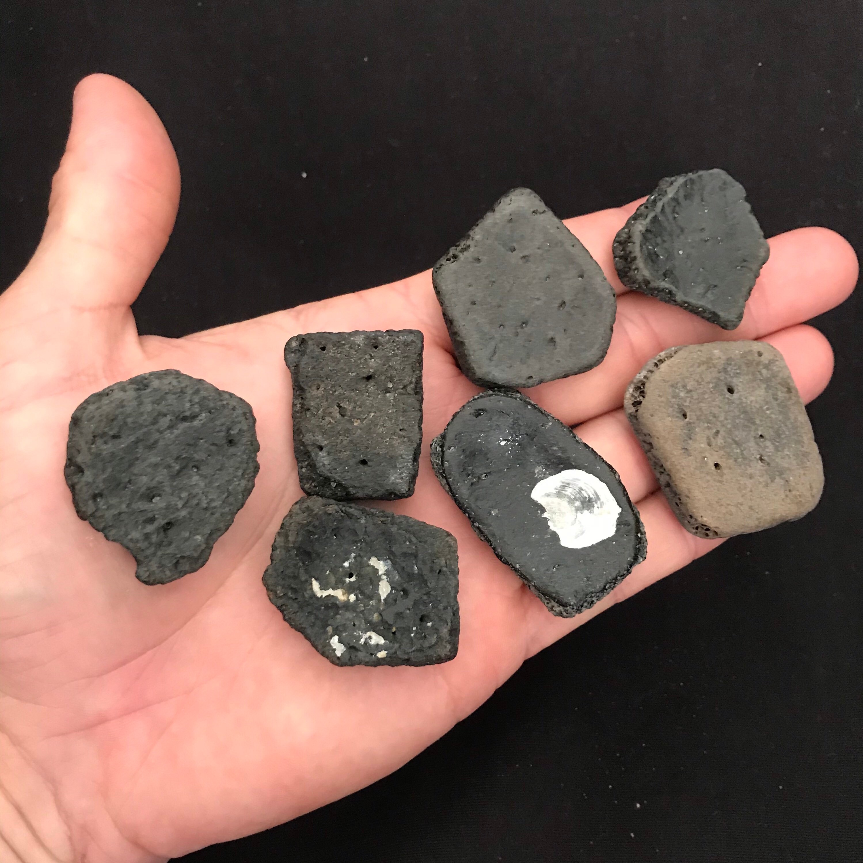 7 Fossil Extinct Giant Armadillo Beach Tumbled Osteoderms | Dermal ...