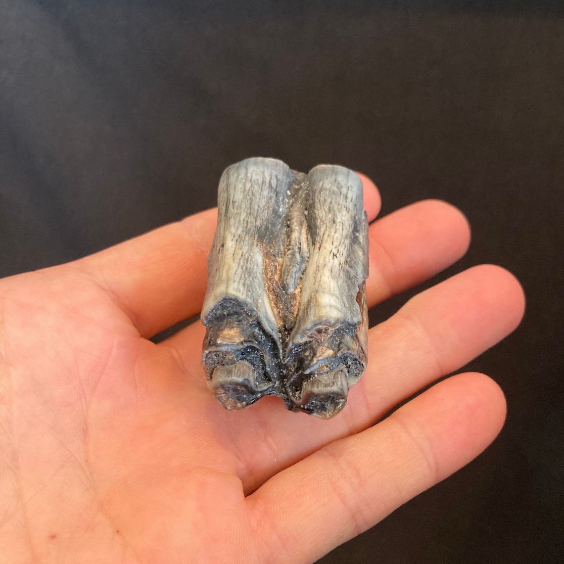 Large Fossil Beach Tumbled Bison Tooth Pleistocene Florida | Etsy