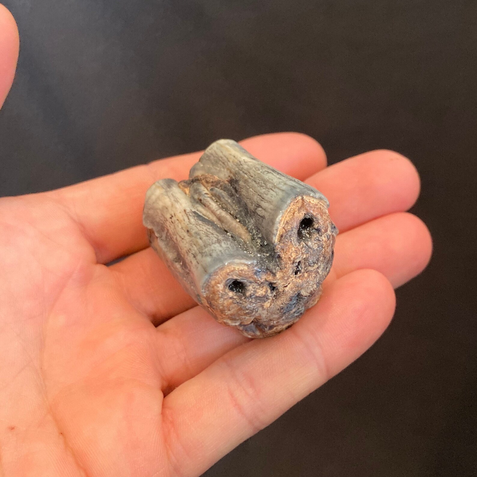 Large Fossil Beach Tumbled Bison Tooth Pleistocene Florida | Etsy