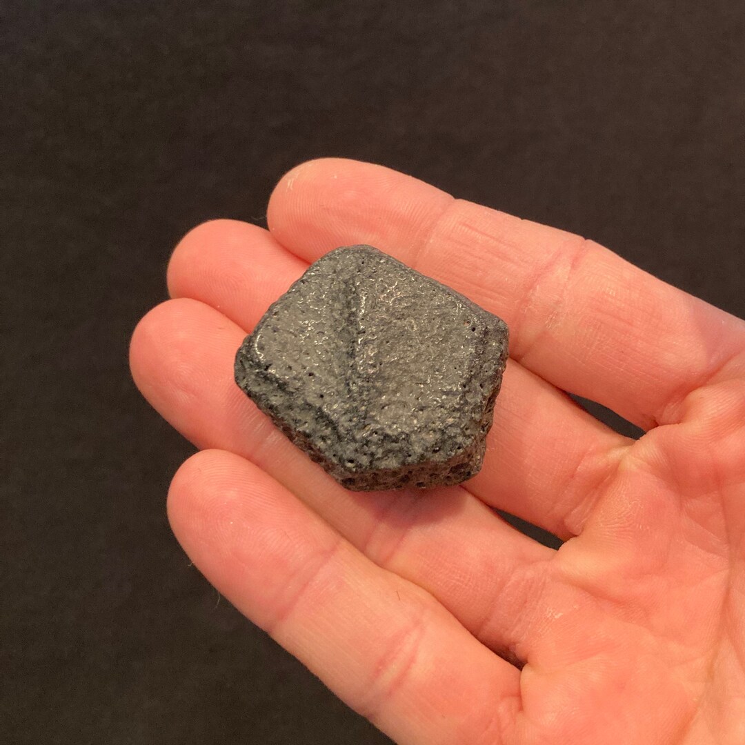 Fossil Extinct Giant Armadillo Dermal Scute Osteoderm Bony - Etsy